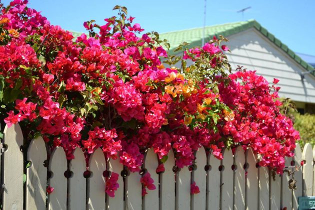Decorate the Exterior of Your Home by Using Beautiful Vines - HomesFornh