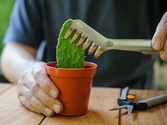 Simple Tips for Pruning Cactus to Make It More Beautiful and Stunning
