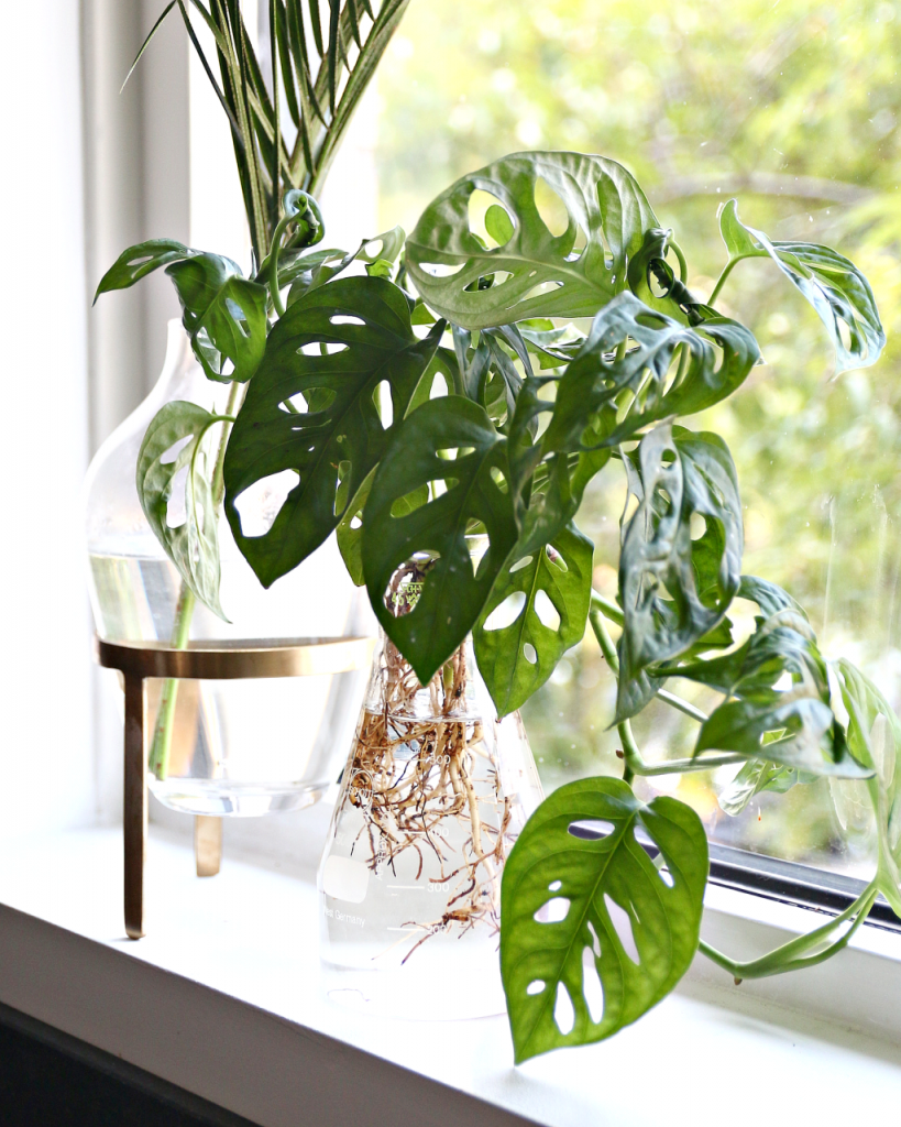 Monstera Adansonii : Tips and Ideas for Growing It in Your Home