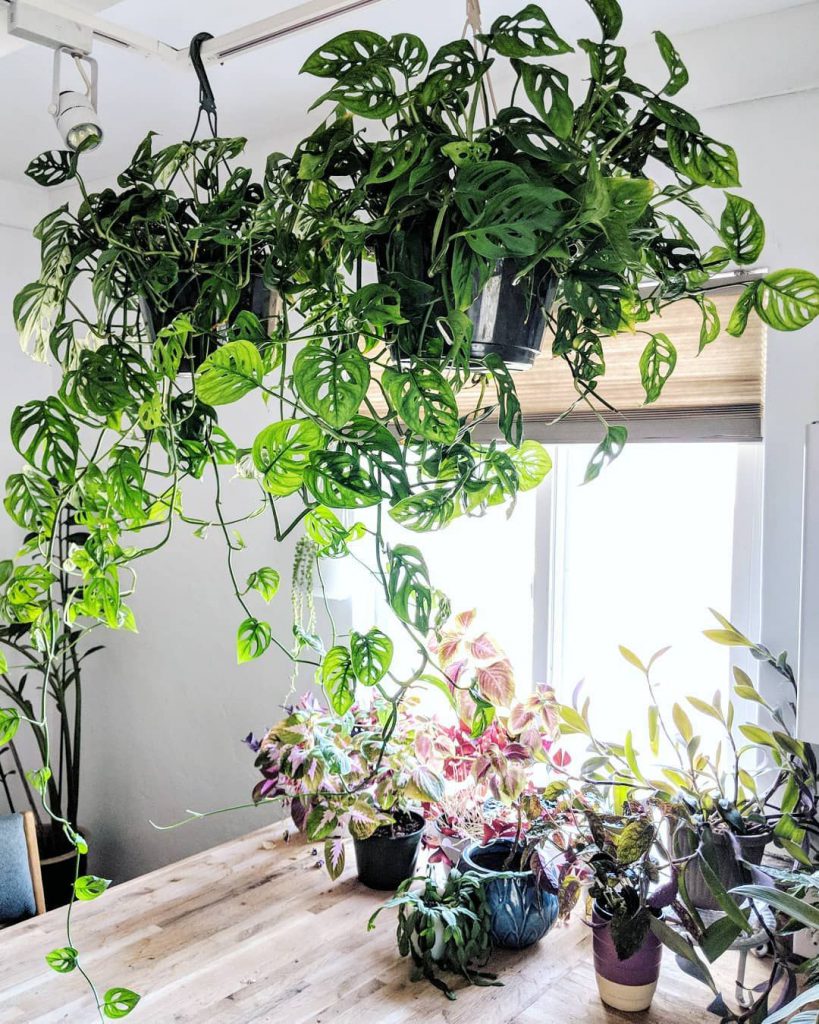 Monstera Adansonii : Tips and Ideas for Growing It in Your Home