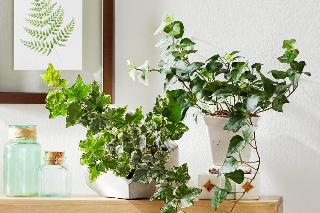 Tips to Care for English Ivy and Beautifully Hang Them in Your Home