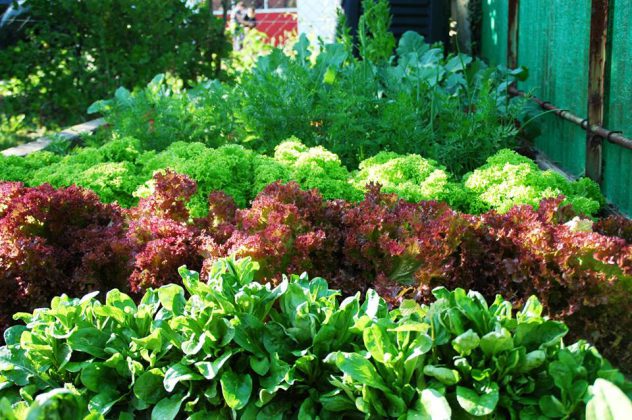 Polyculture Garden for Your Home : Harvesting Vegetables Easier