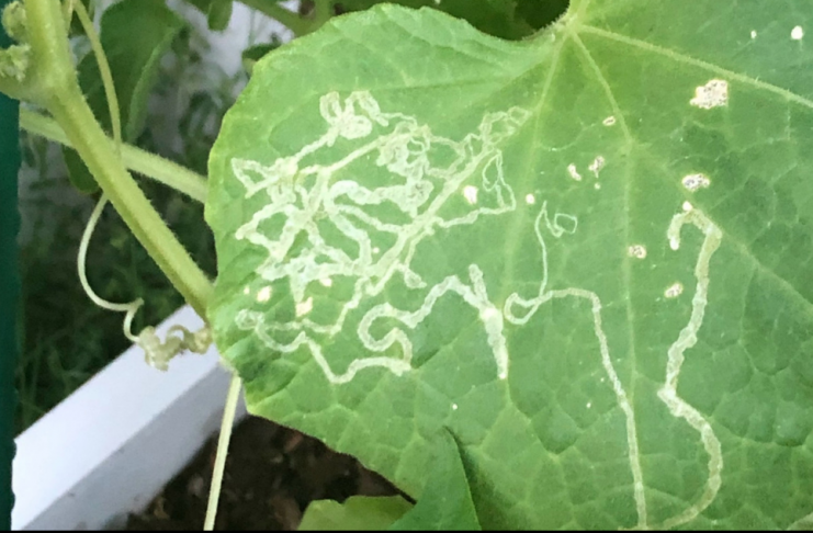 DIY Organic Leaf Miners Control for Your Vegetable Leaves - HomesFornh