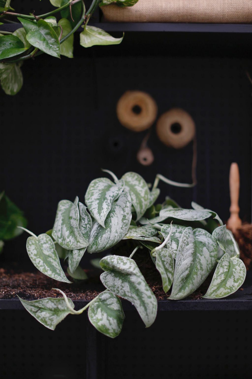 Easy Ways to Grow Scindapsus and How to Care It Indoor - HomesFornh