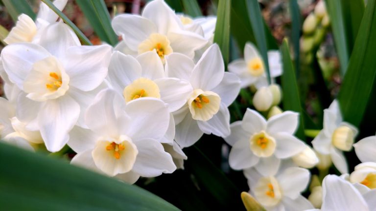 20 White Flowers and Night Blooming Plants for Your Moon Garden ...