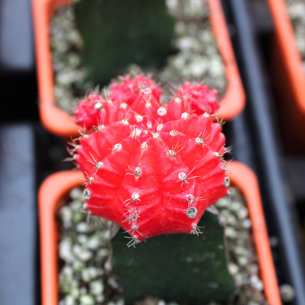 Easy Ways and Simple Tips to Graft The Moon Cactus - HomesFornh