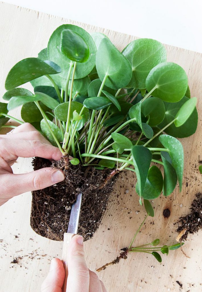 Pilea Peperomioides : Tips to Care and How to Grow It Straight Up