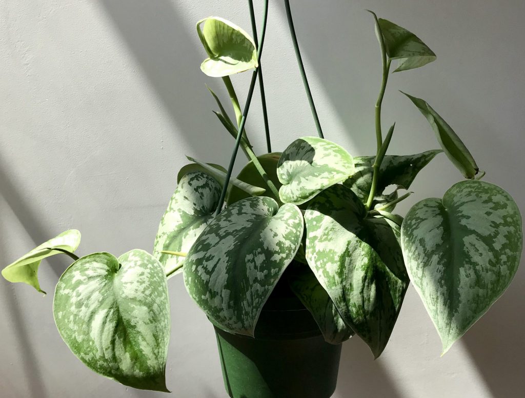 Easy Ways to Grow Scindapsus and How to Care It Indoor - HomesFornh