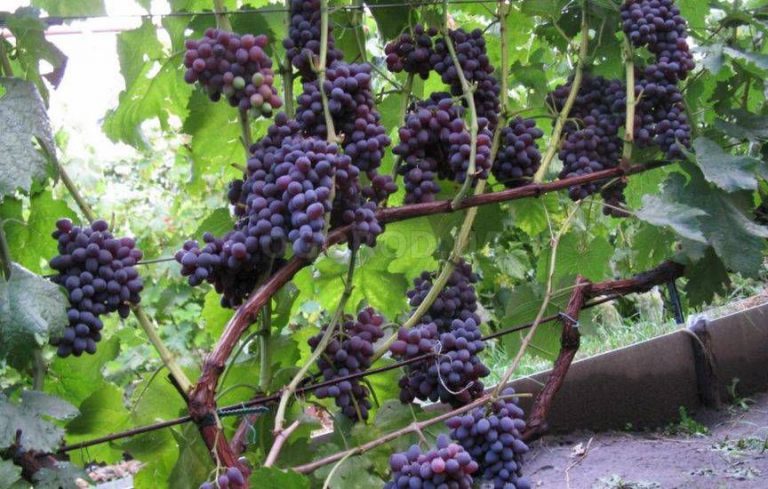 Easy Ways to Grow Grapevines from Seedlings and How to Care for Them