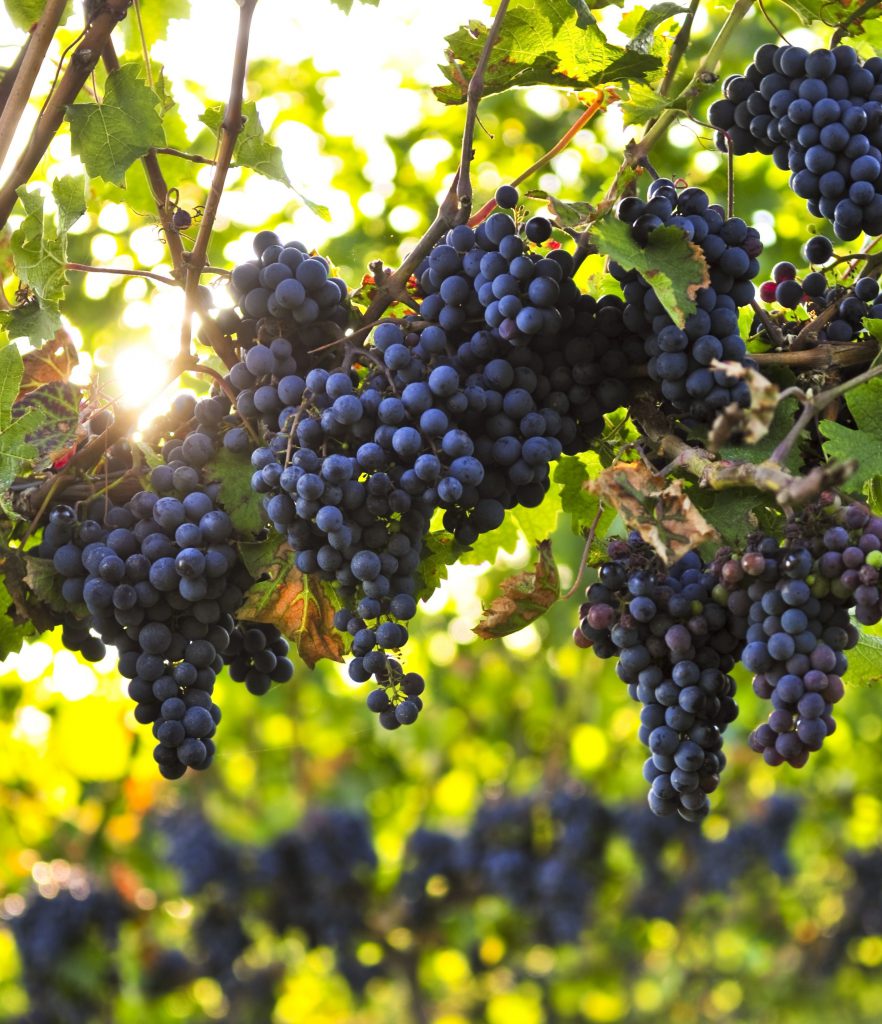 Easy Ways to Grow Grapevines from Seedlings and How to Care for Them