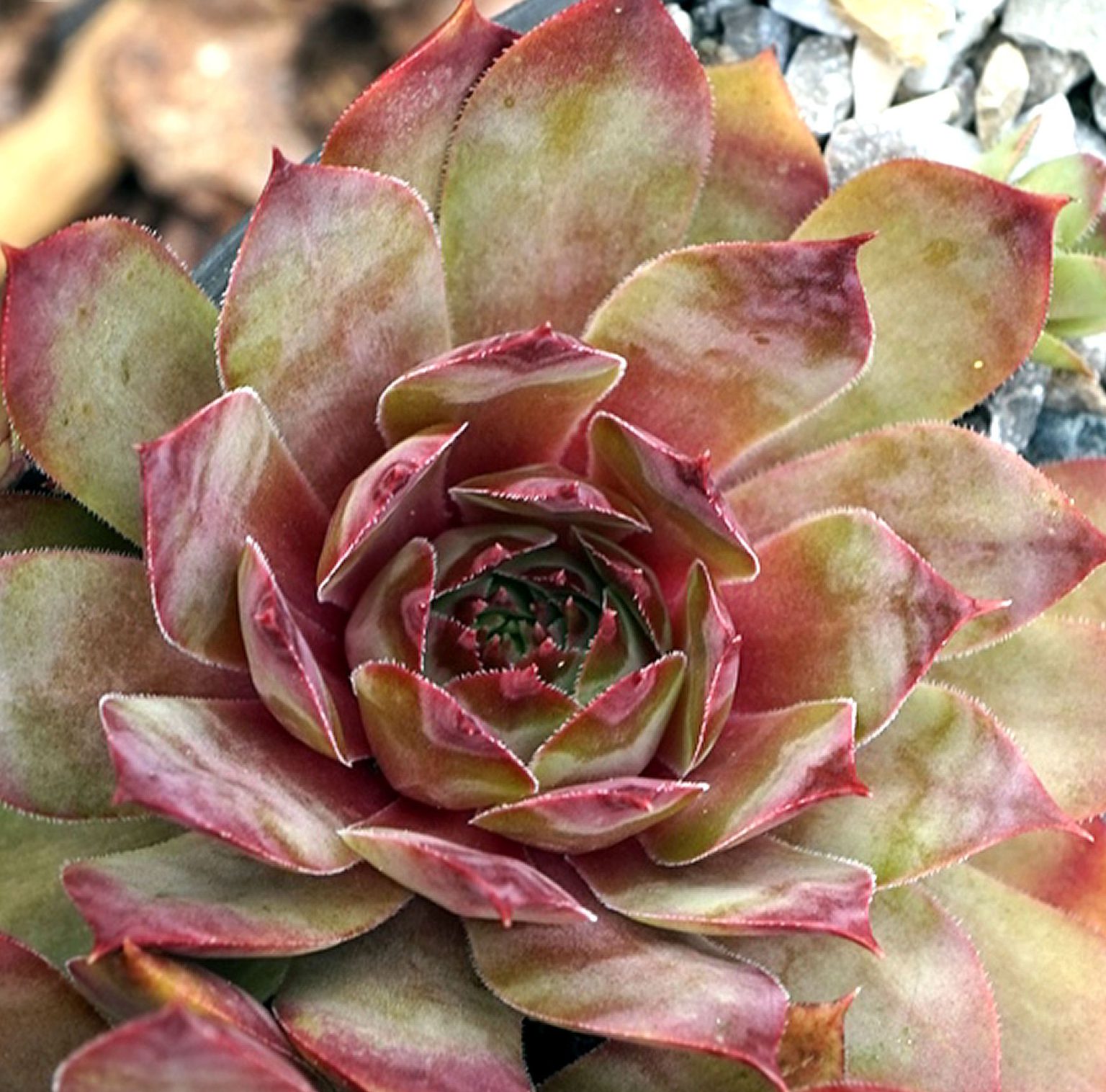 17 Sempervivum Variety Ideas : Beautiful Succulent Garden